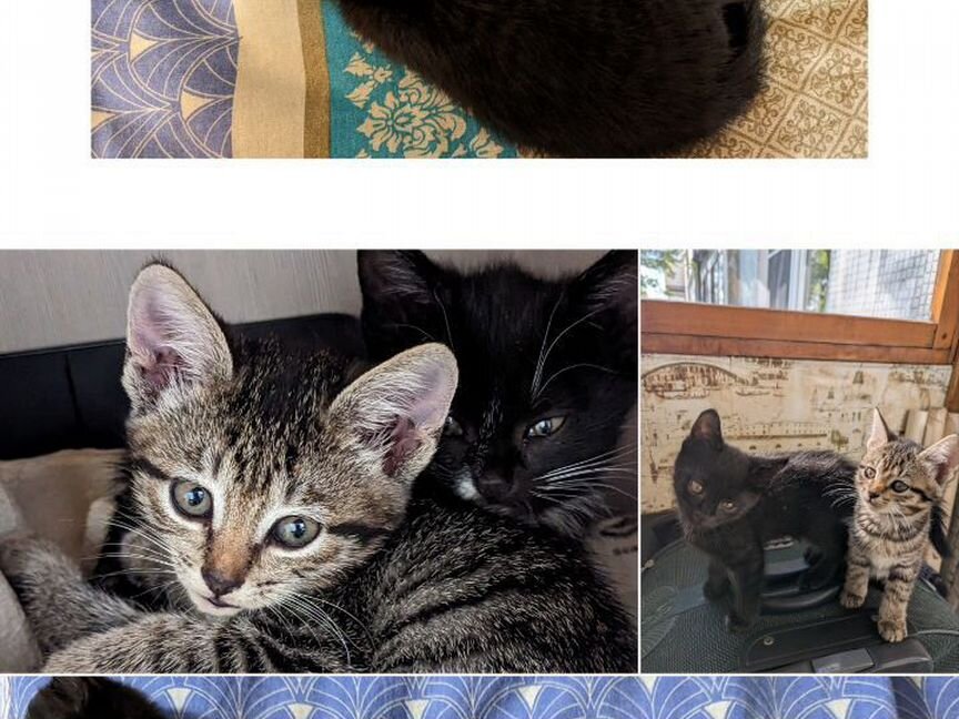 Отдам котят в хорошие руки