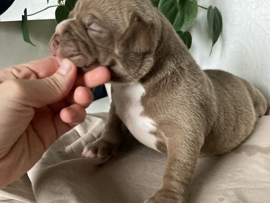 Американский булли