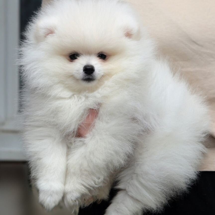 Померанские белые малыши