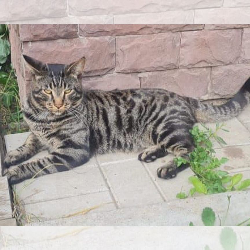 Отдам кота в добрые руки