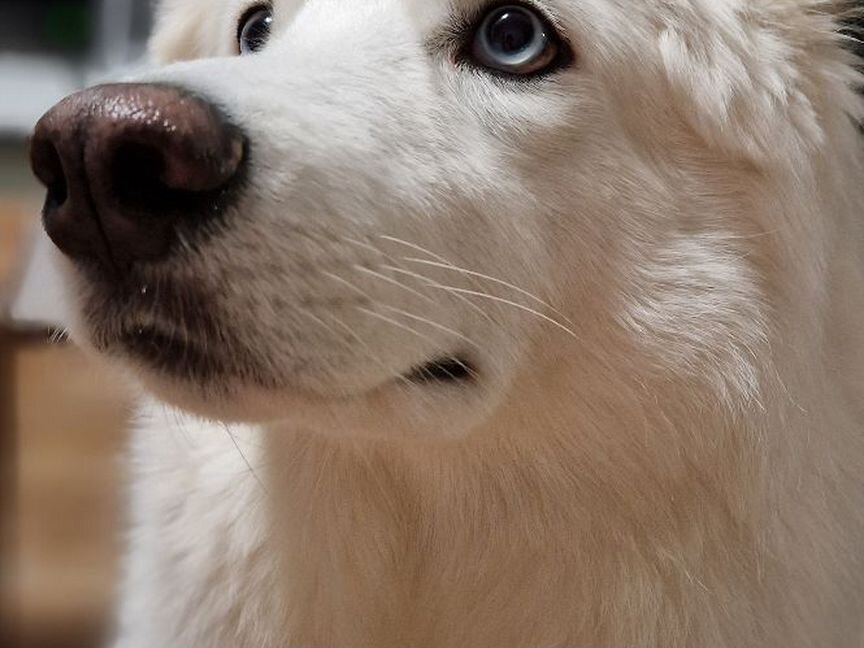 Отдам в добрые руки собаку