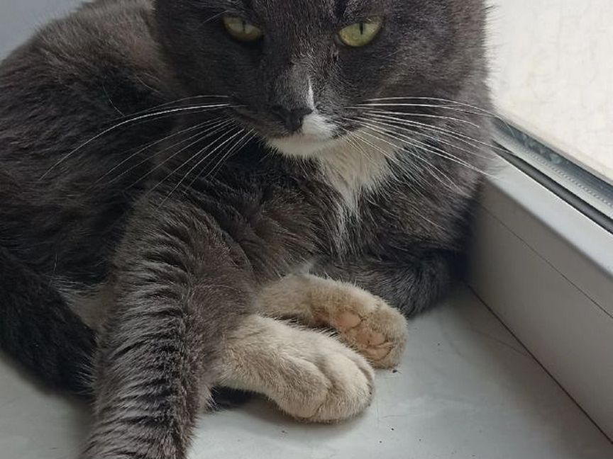 Кот-мышелов