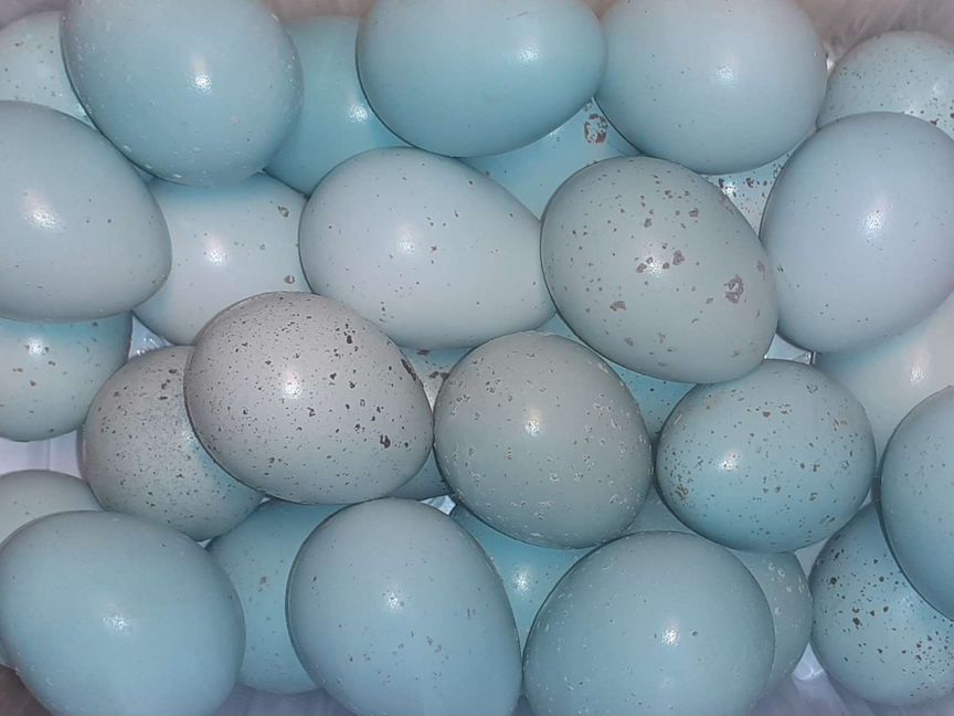 Инкубационное яйцо перепела Селадон/Фараон/Техас