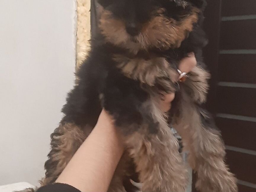 Йоркширский терьер