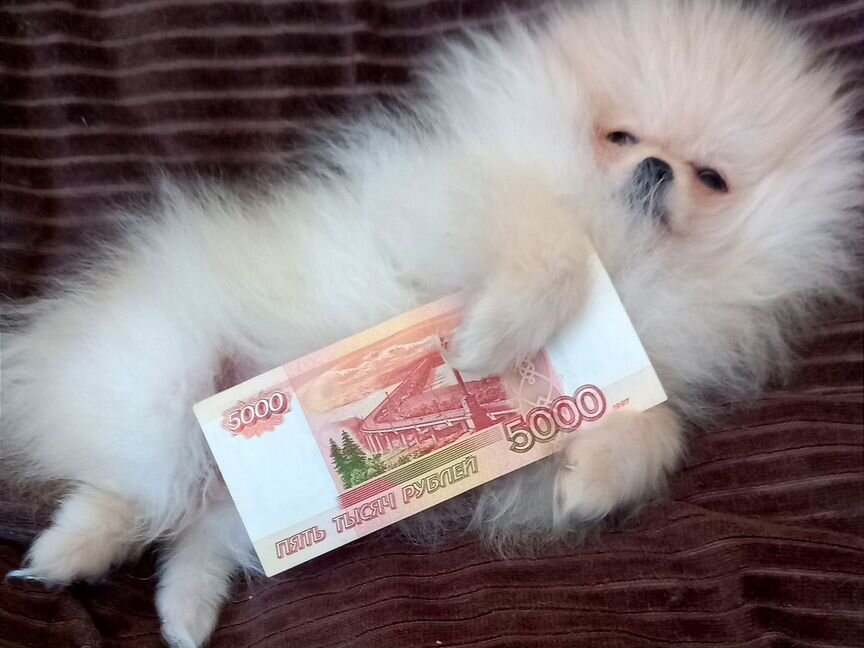 Мальчик померанчик. Рассрочка