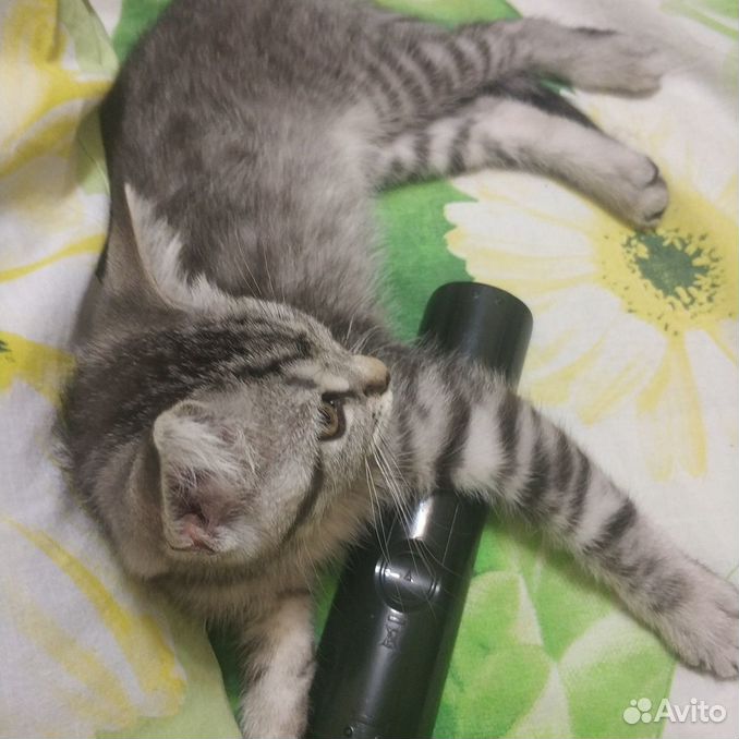 Котята(мама Канадский сфинкс, папа Шотландец)