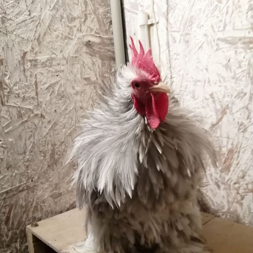 Куры петухи