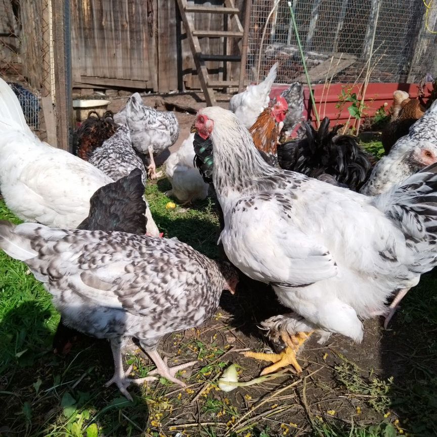 Домашние молодые петухи на племя