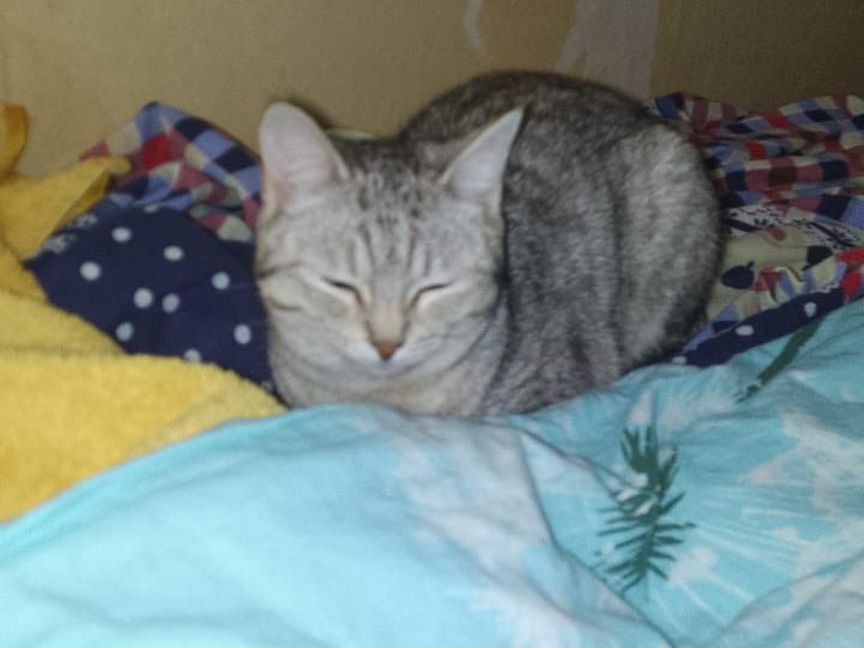 Кошка Дашка