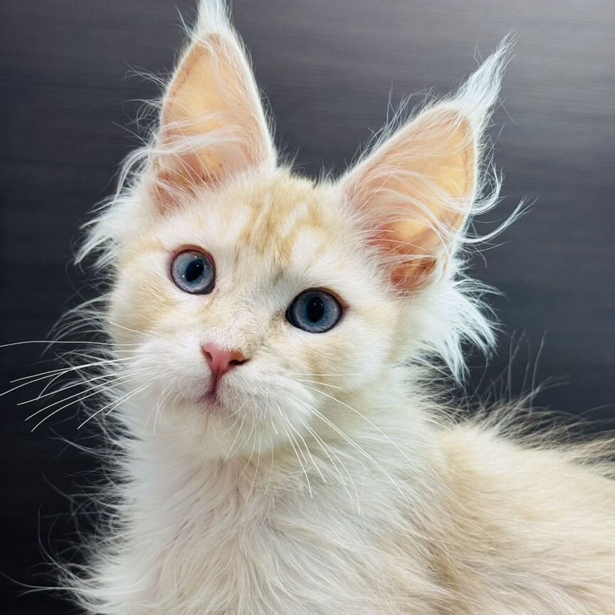 Мейн-кун с доминантными гоубыми глазами мальчик