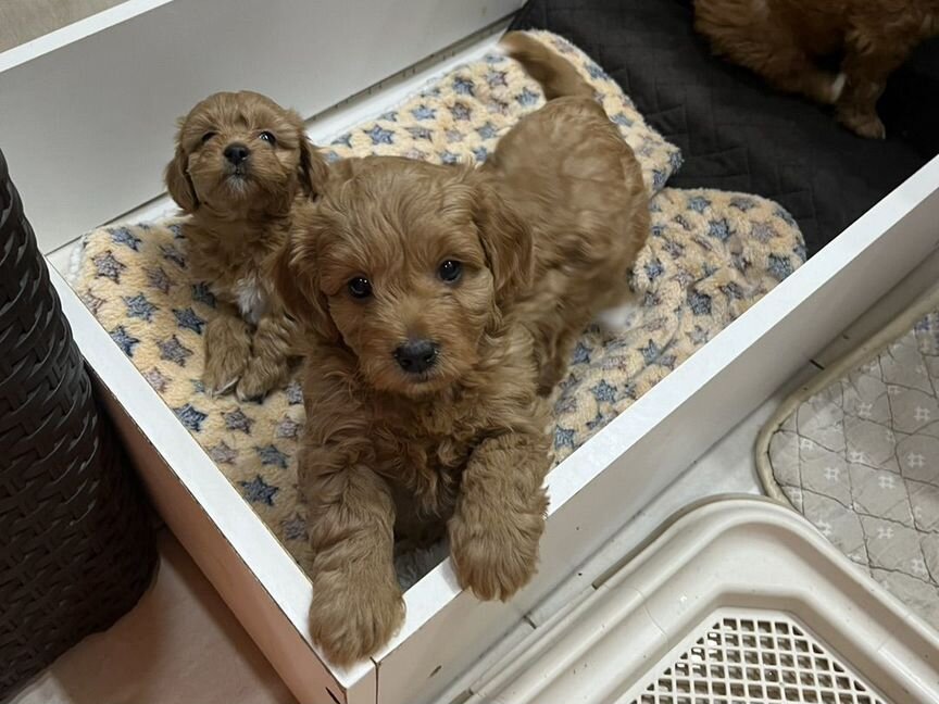 Мальтипу рэд браун