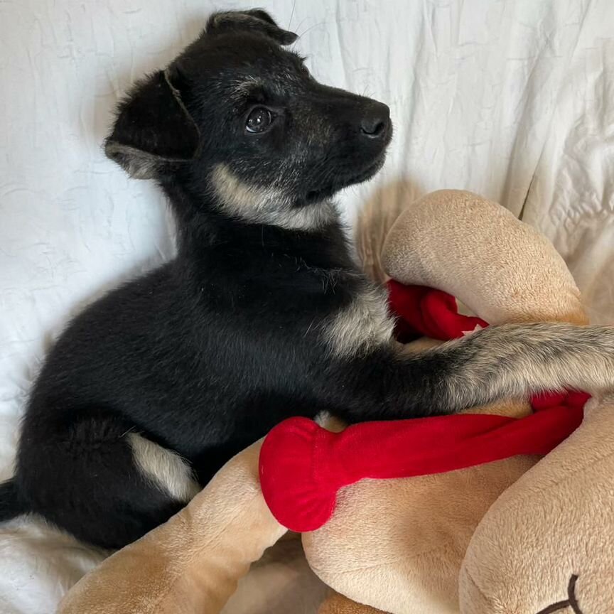 Щенок в добрые руки бесплатно