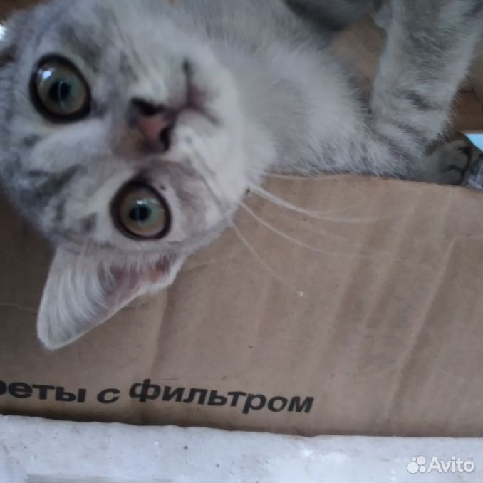 Два чудесных котёнка ищут свой дом