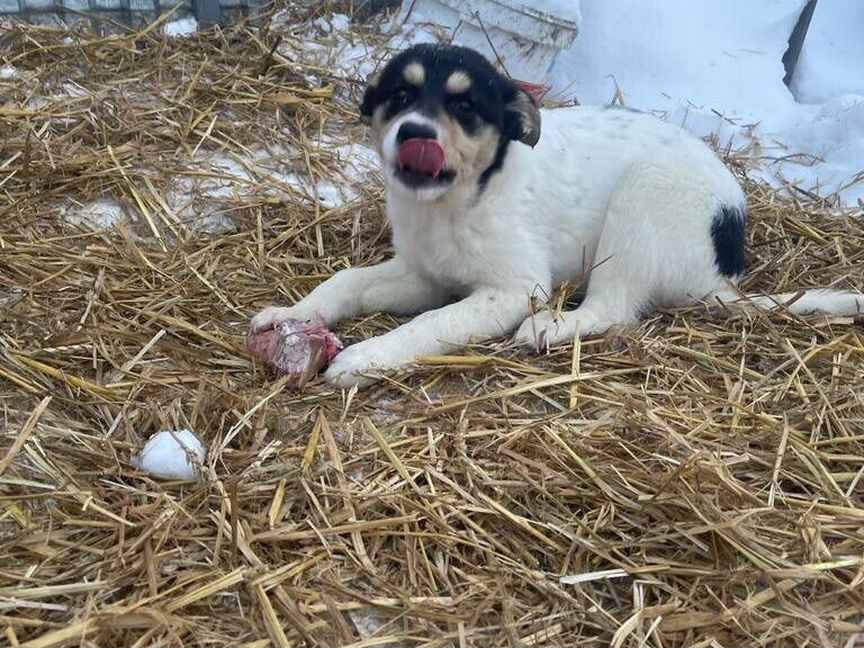 Глаша ищет дом) Возраст 5 мес