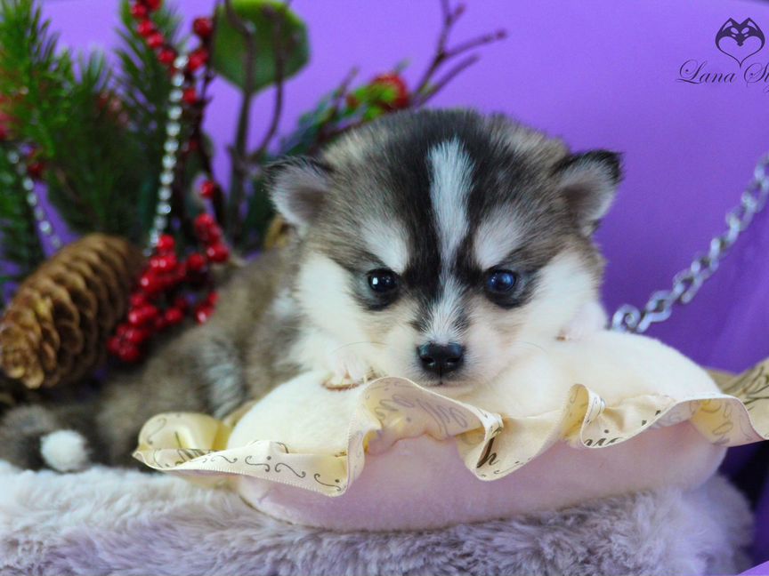 Помски очень маленький мальчик