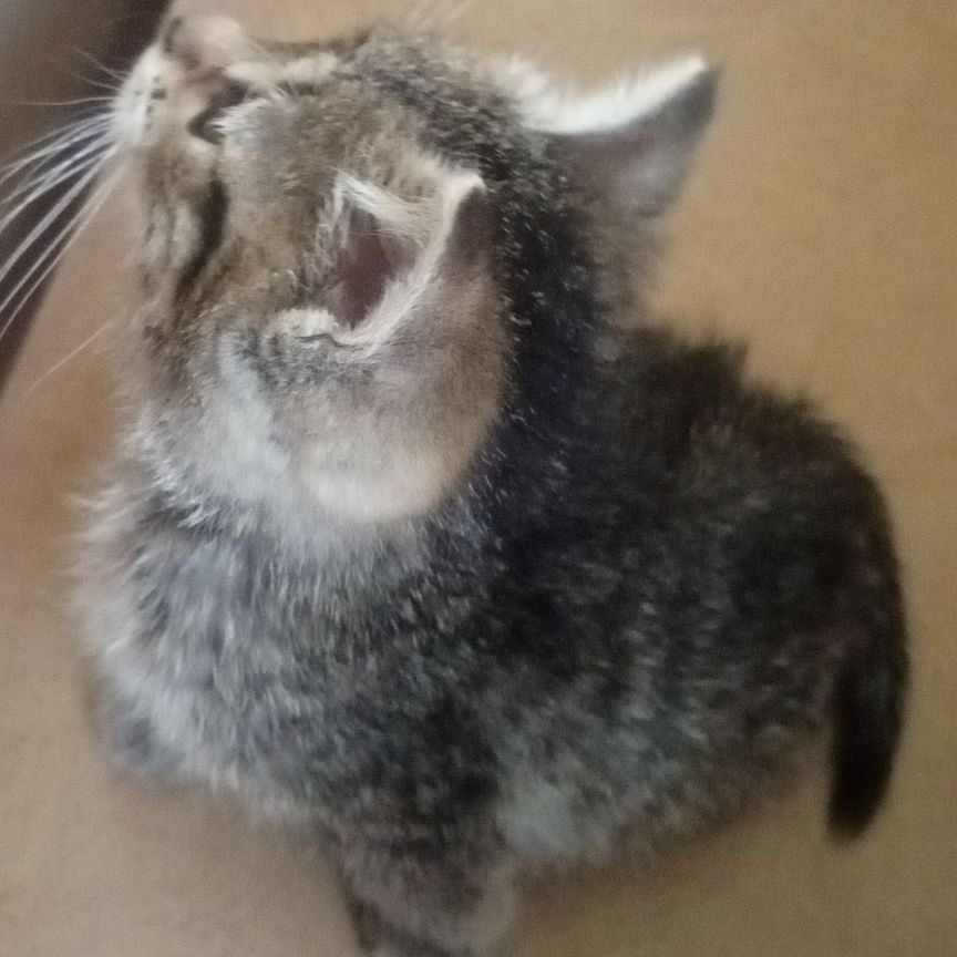 Котёнок в добрые руки
