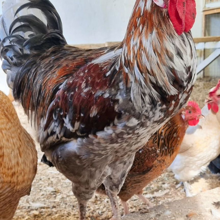 Шведский блюмен