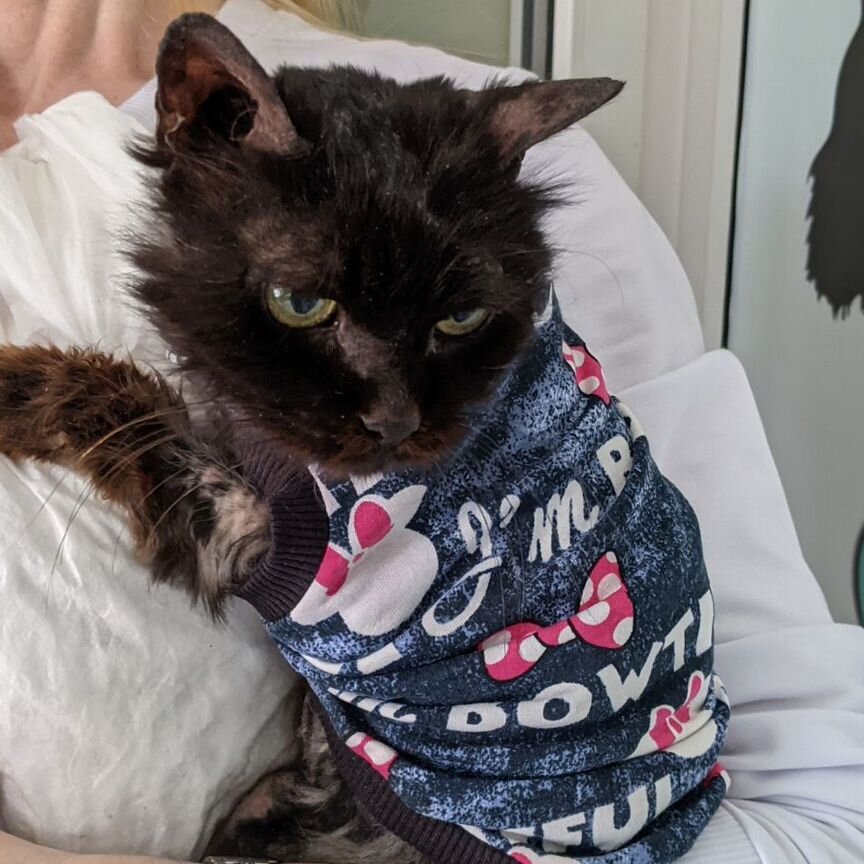 Викки - маленький борец