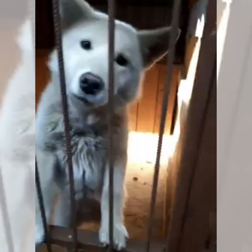 Взрослый пёс в добрые руки