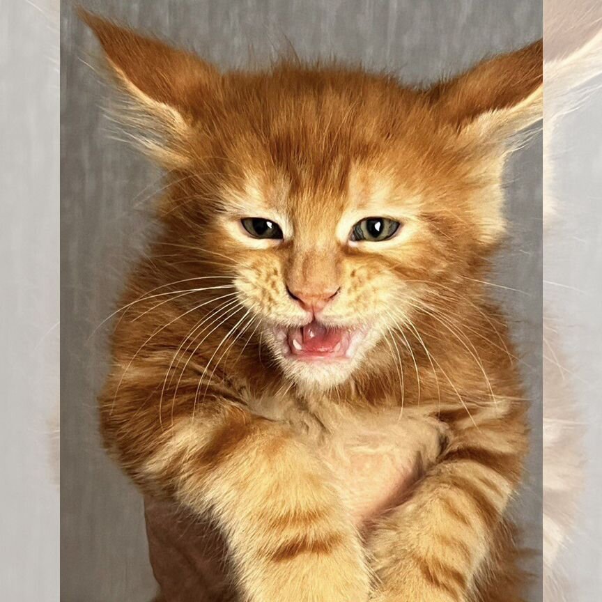 Мейн-кун котёнок