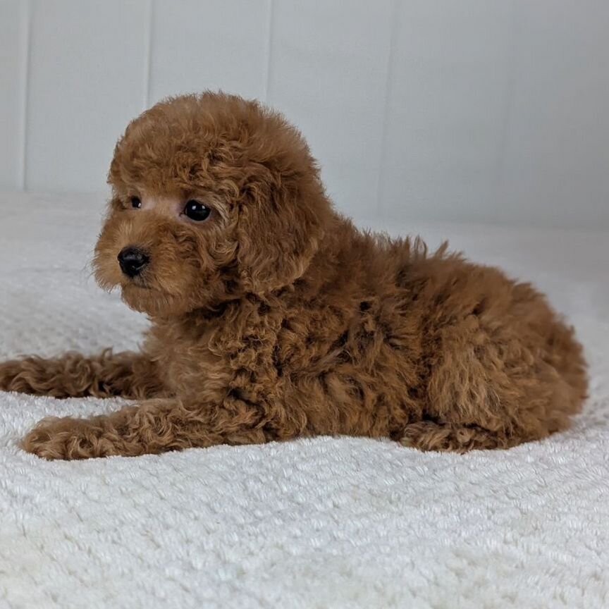 Пудель девочка красная с документами РКФ