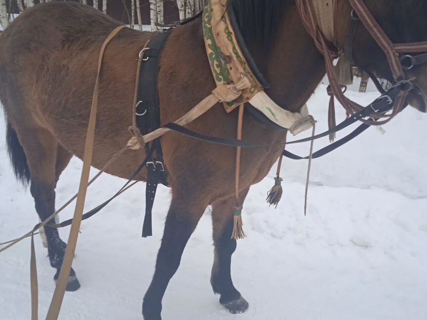 Снаряжение для обучения лошади