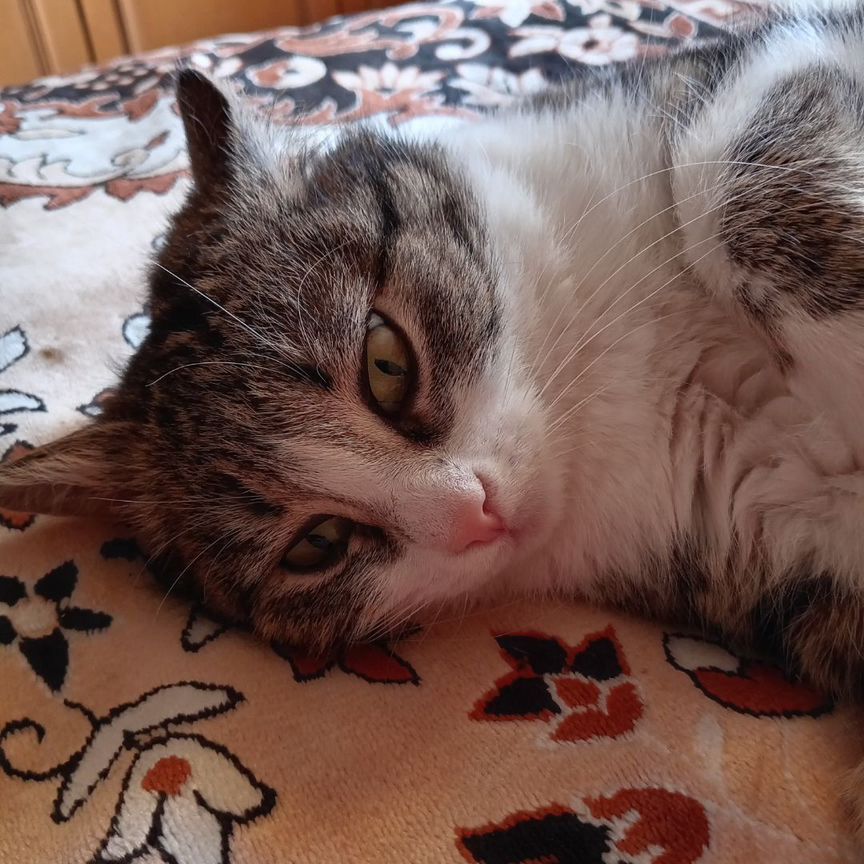 Кошки в добрые руки бесплатно