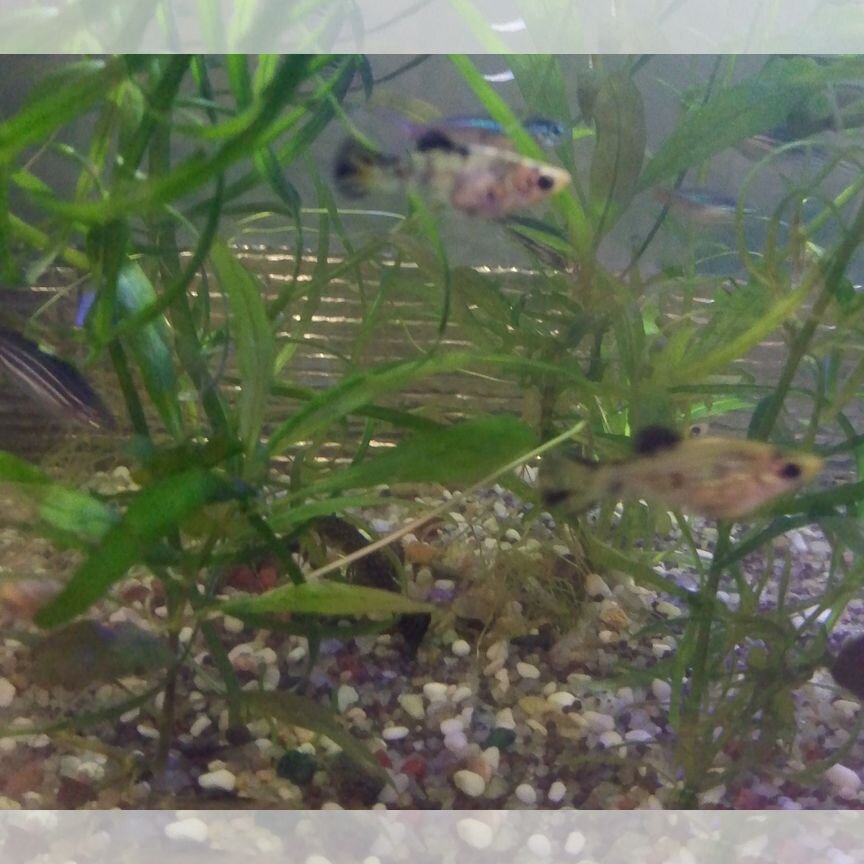 Живородки подростки