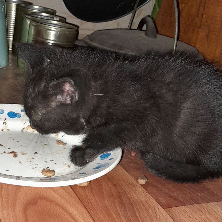 Котёнок