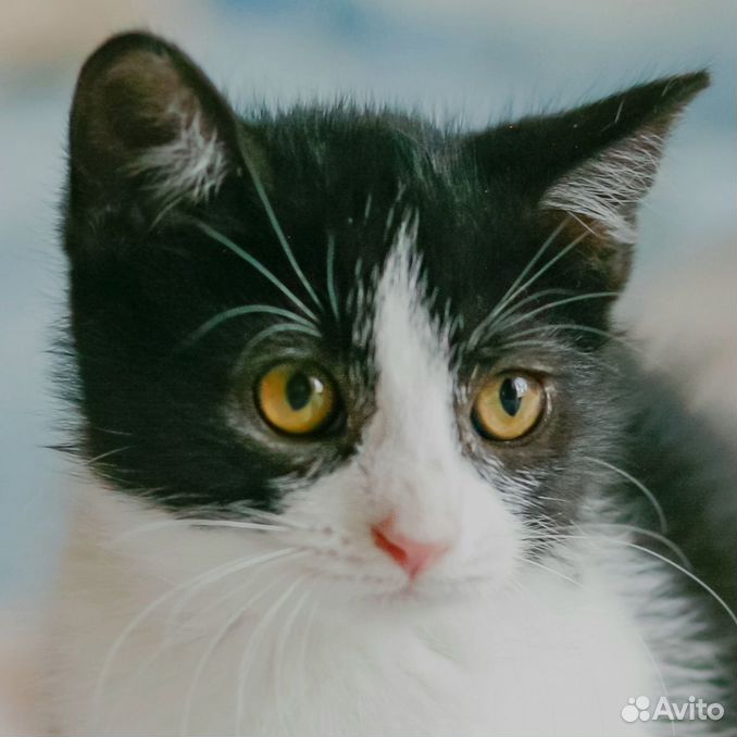Нежная малышка Виьента котенок