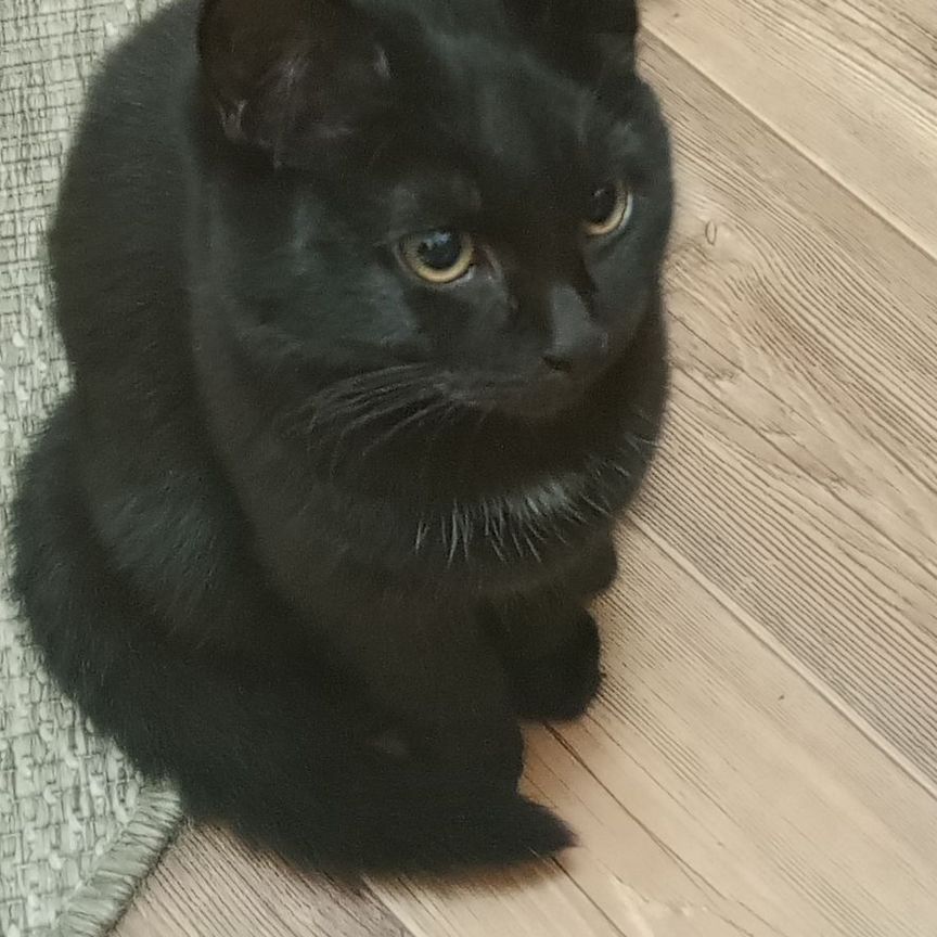 Котята бесплатно