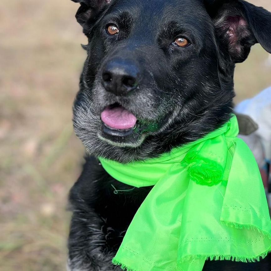 Собака в добрые руки