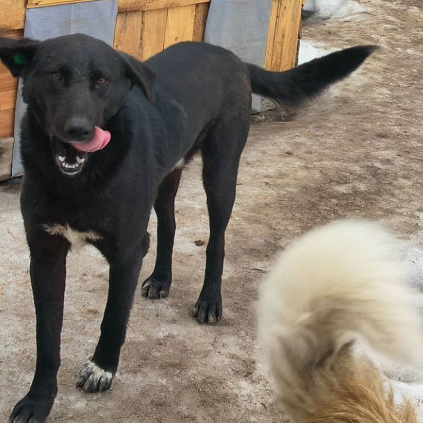 Взрослый пёс в добрые руки