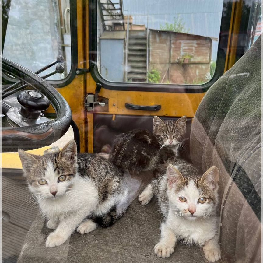Котята бесплатно в добрые руки