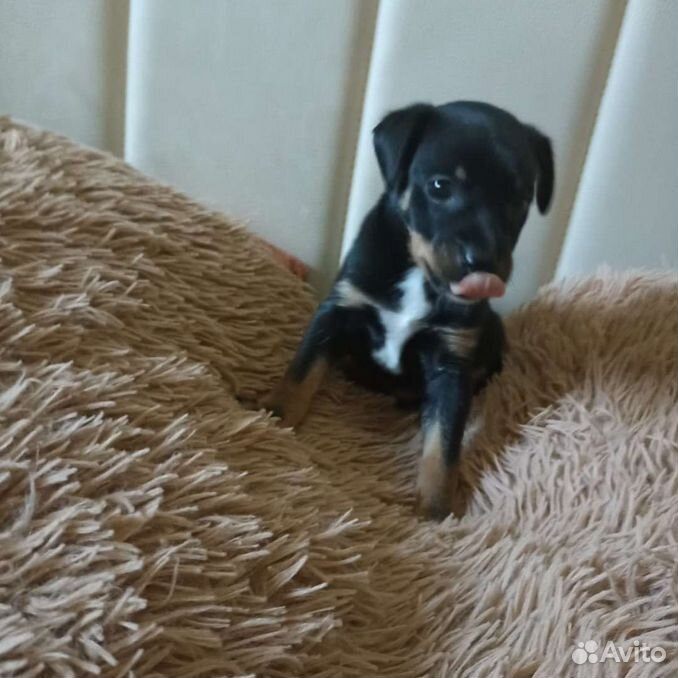 Кутята тойчмки