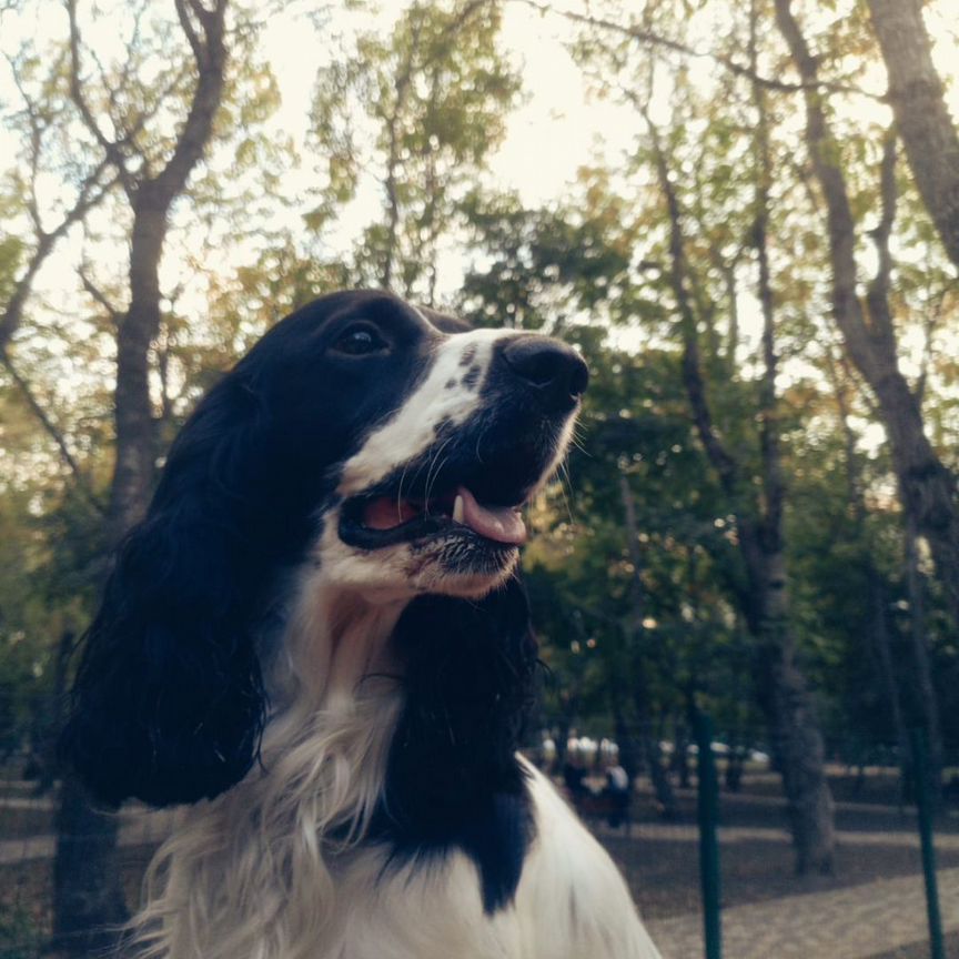 Отдам в добрые руки русского охотничьего спаниеля