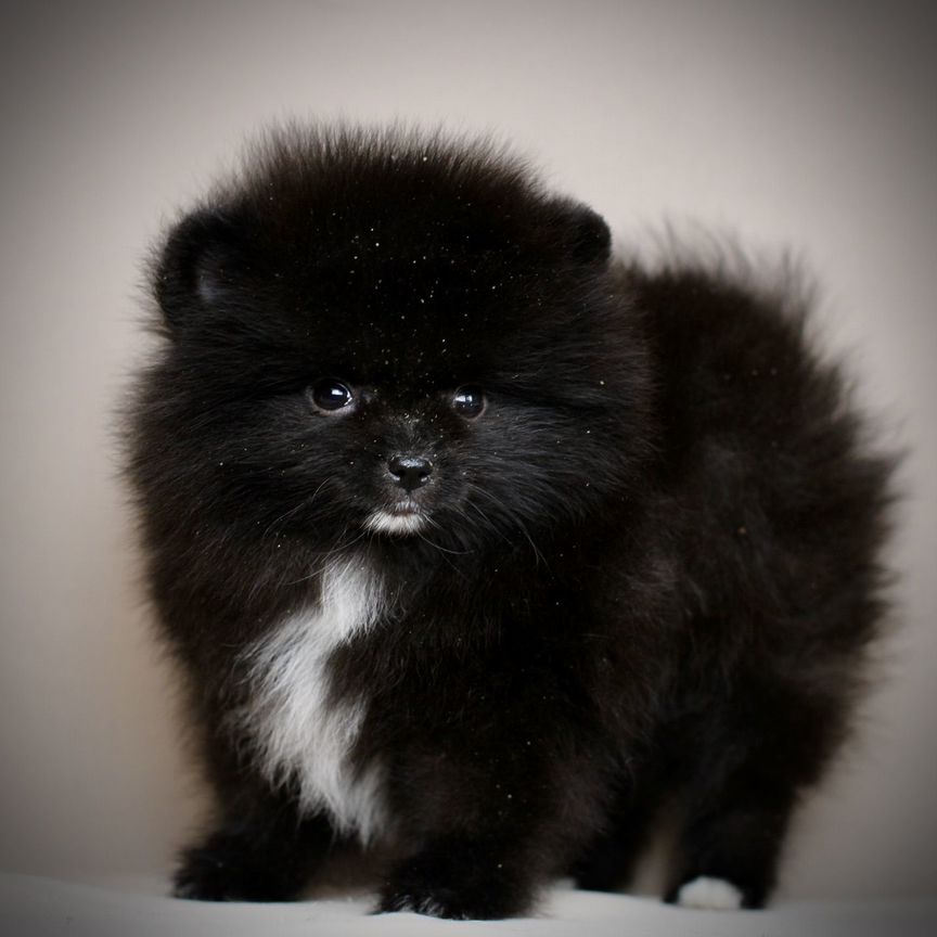 Шпиц мини кобель