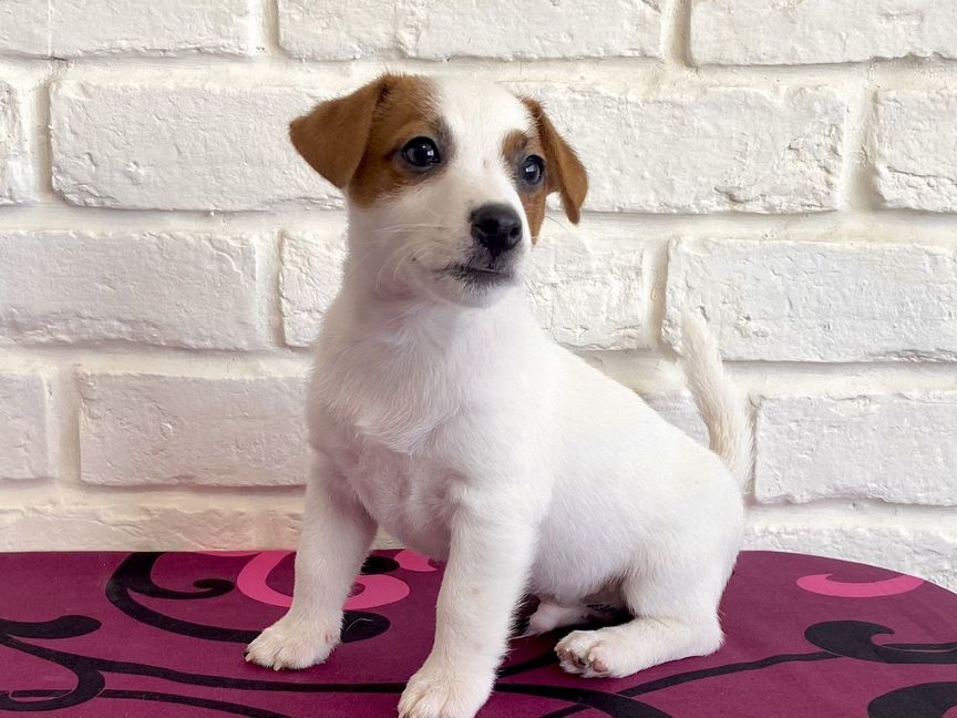 Щенок джек рассел клубный