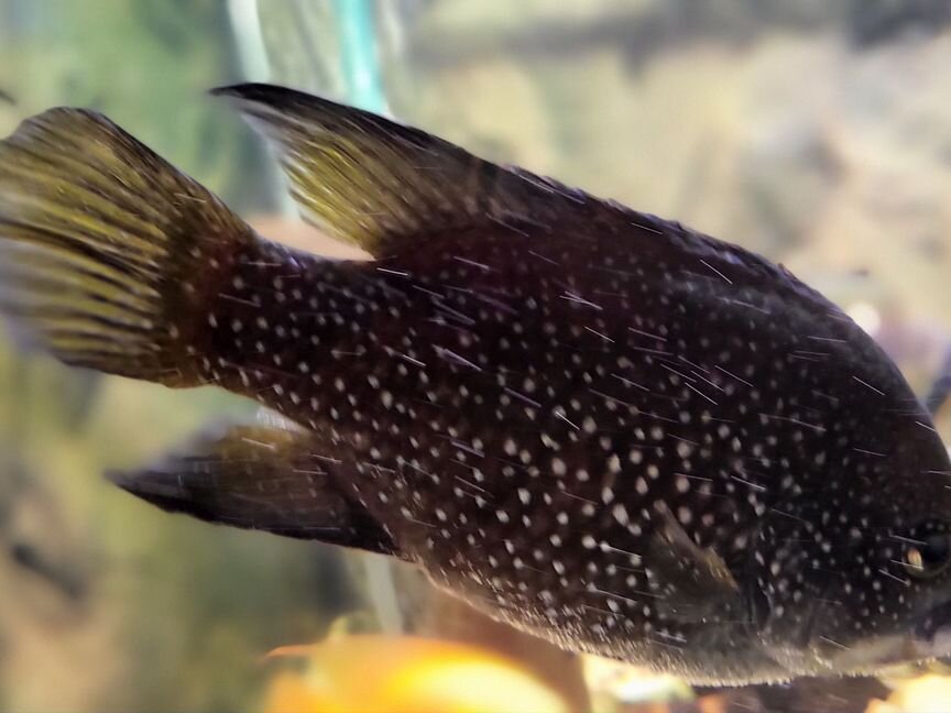 Парателяппия Поллени Звезчатая