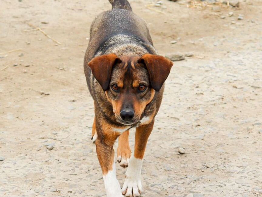 Небольшой пёсик в добрые руки