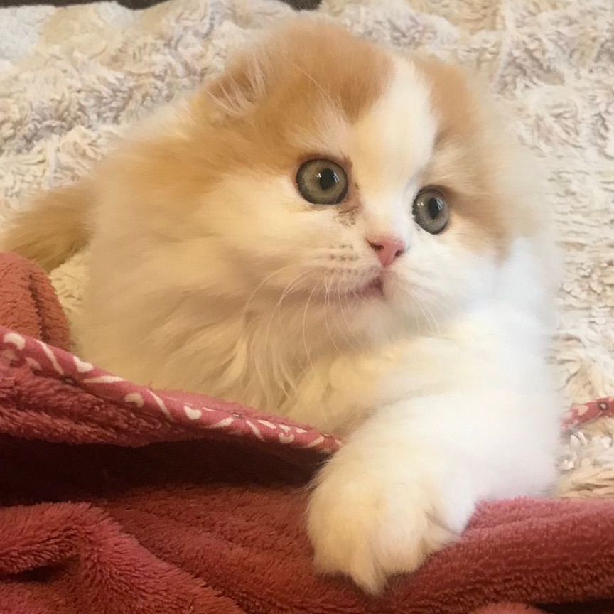 Шотландский вислоухий длинношёрстный котёнок