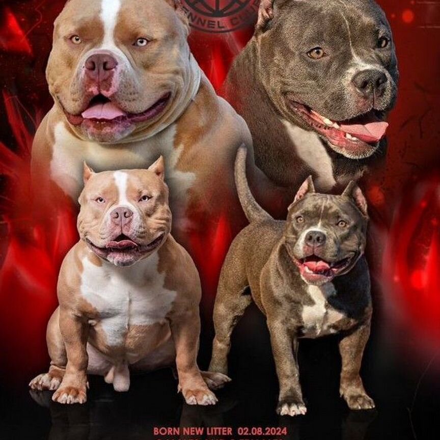 Американский булли покет