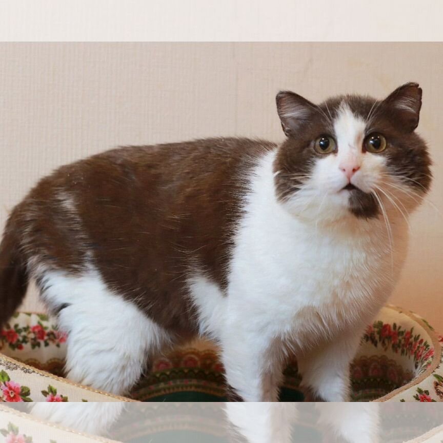 Кот Данила