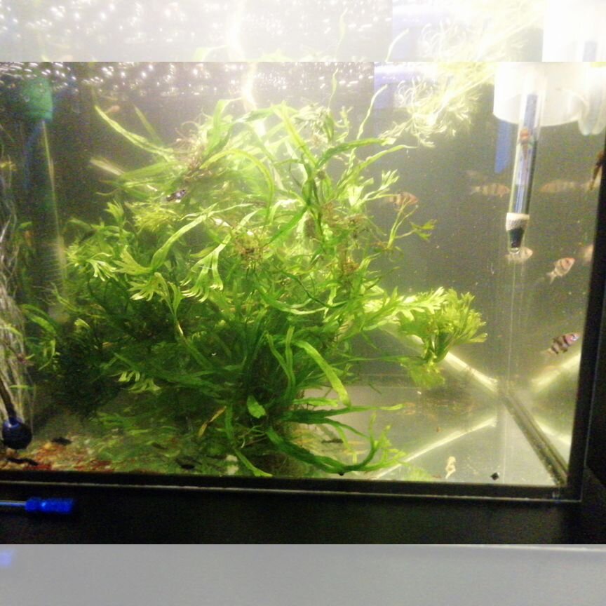 Отдам растения для аквариума