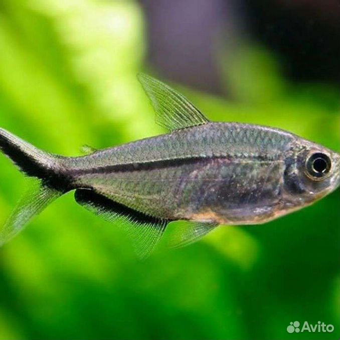 Тетра костра