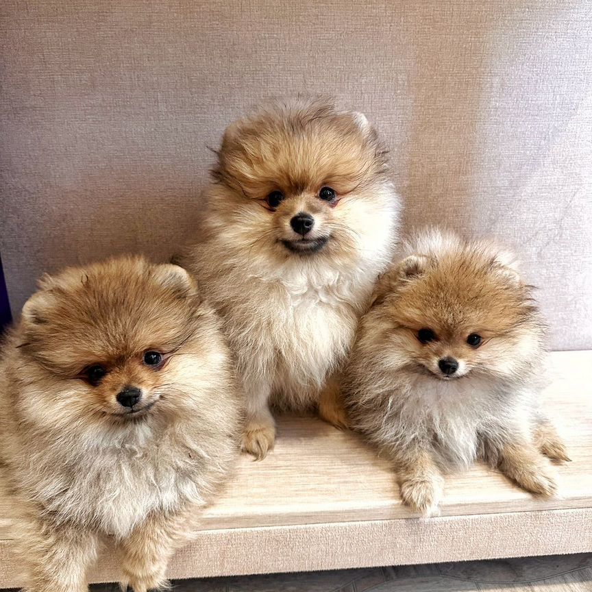 Щенки померанского шпица