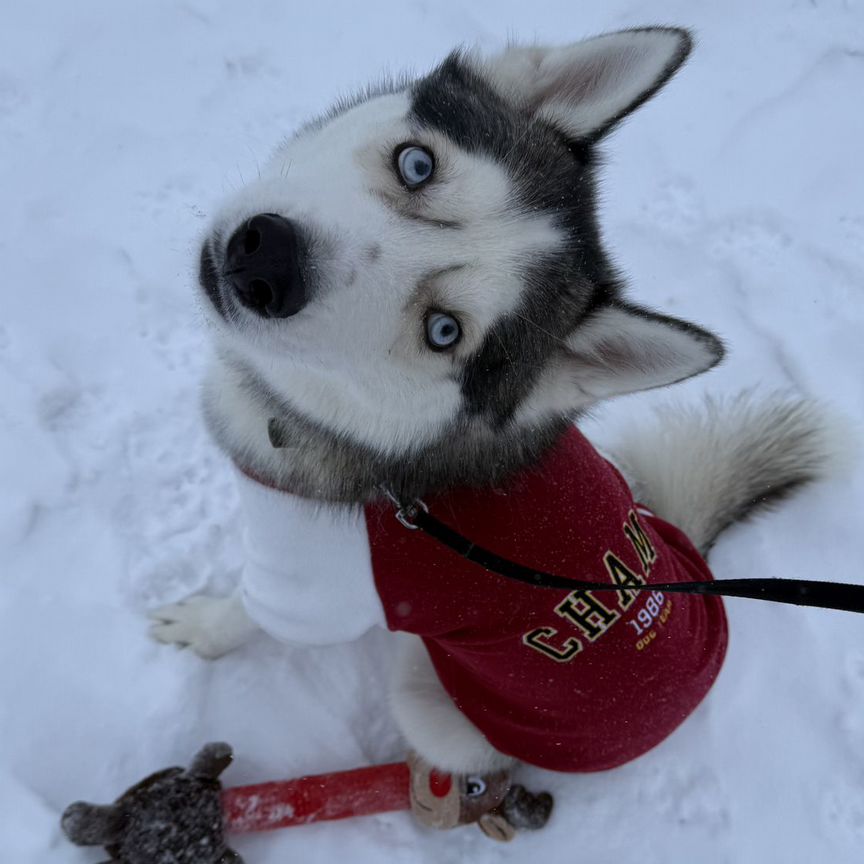 Сибирский хаски, щенок