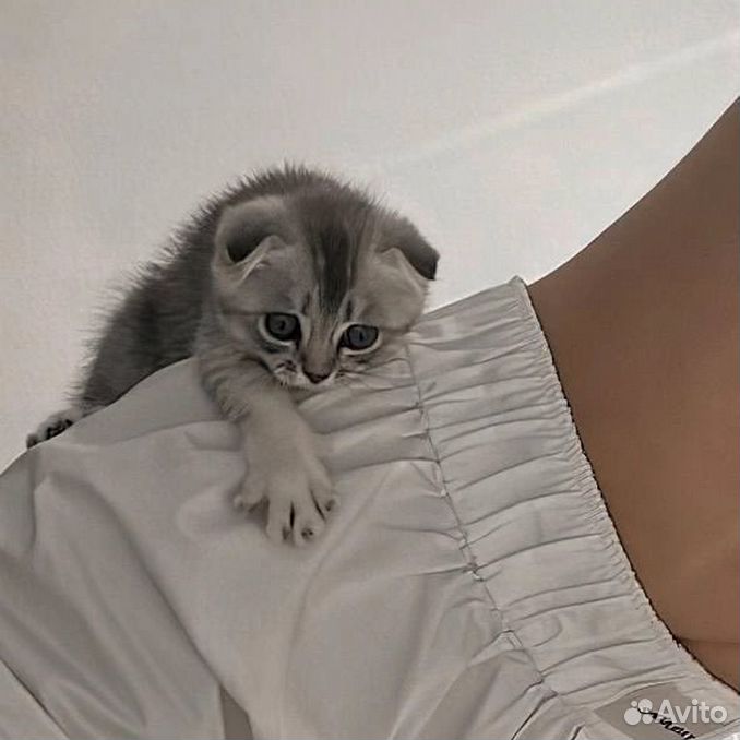 Ищу себе киску в ханке