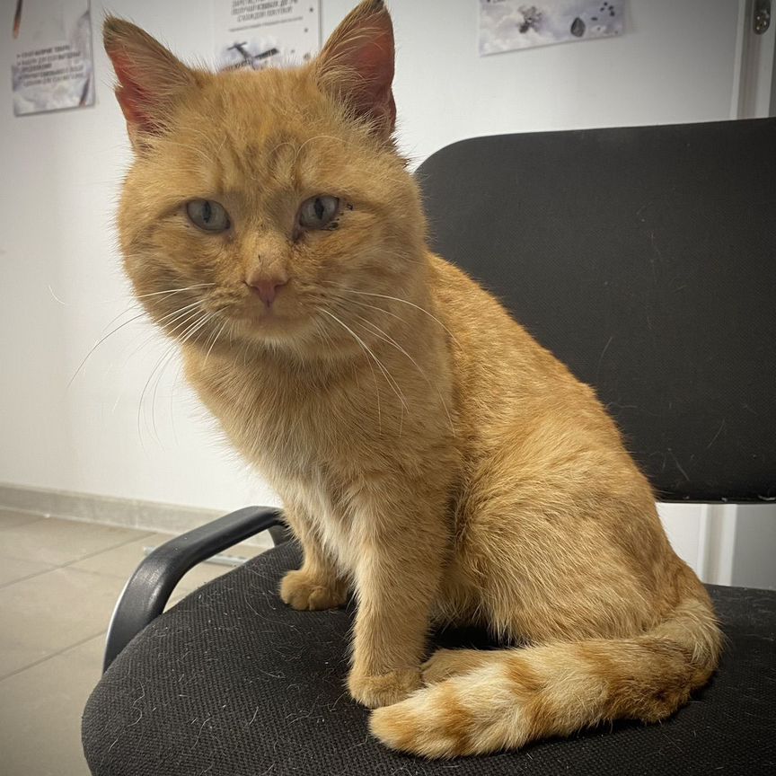 Взрослый кот в добрые руки