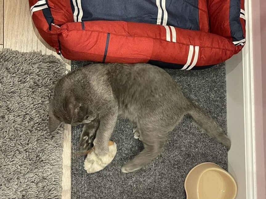 Отдам котенка в добрые руки